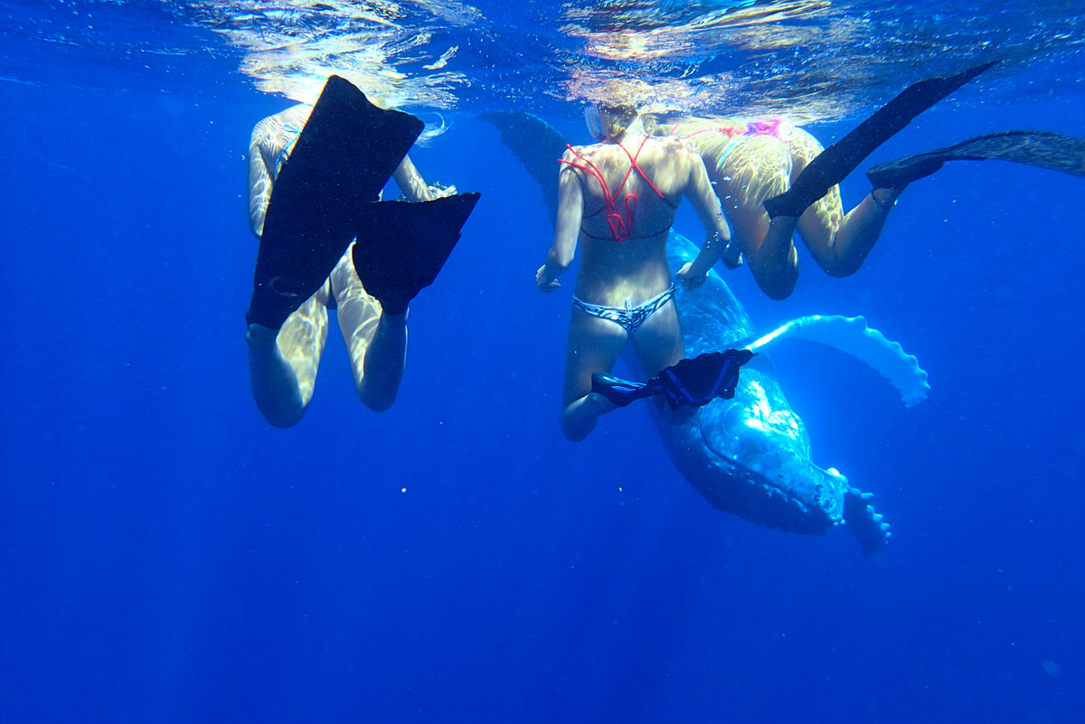Whale Swim Retreat - OceanZen Bikini
